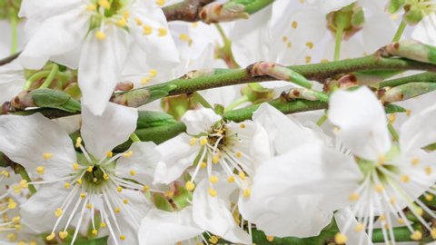 Time Lapse Apple Tree Flowers Flourishing Stock Footage Video (100% ...