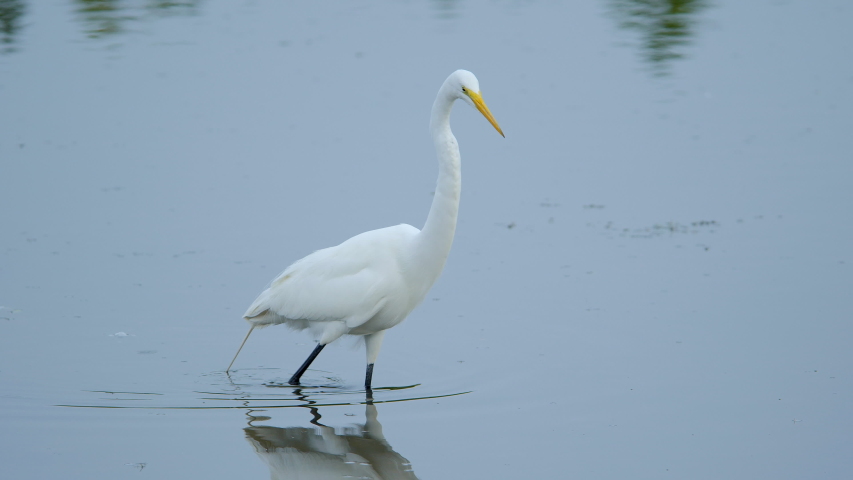 Egrets standing in the Marsh image - Free stock photo - Public Domain ...