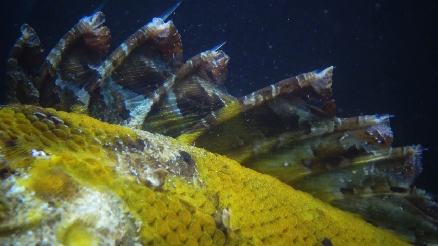 poison spikes poisonous dangerous fish black Stock Footage Video (100% ...