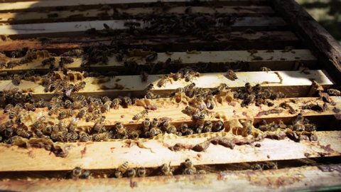 Bees On Top Beehive Enclosed Manmade Stock Footage Video (100% Royalty ...