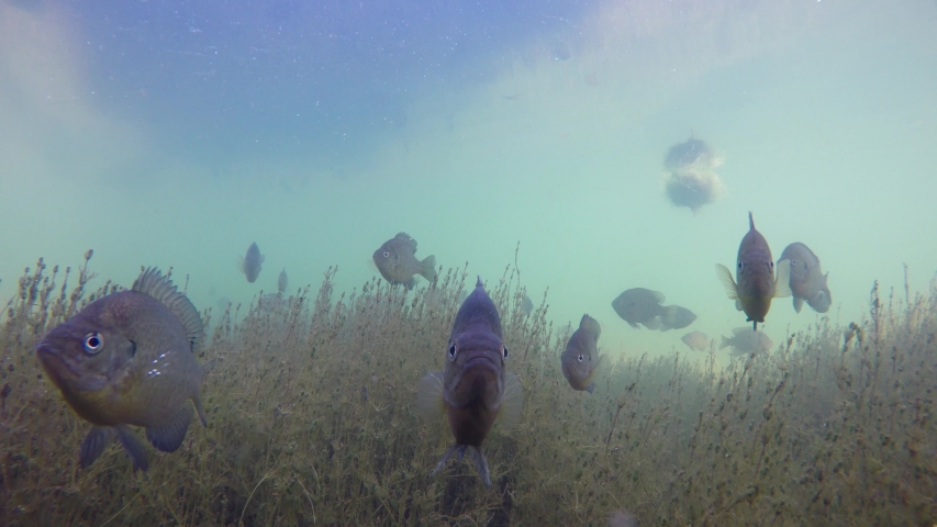 Underwater of Bluegill Panfish School Stock Footage Video (100% Royalty ...
