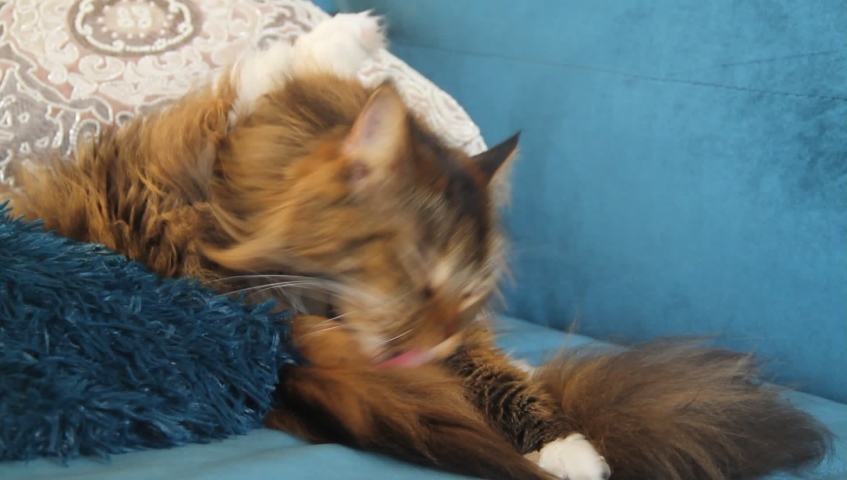 Grom Stock Video Footage - 4K and HD Video Clips | Shutterstock