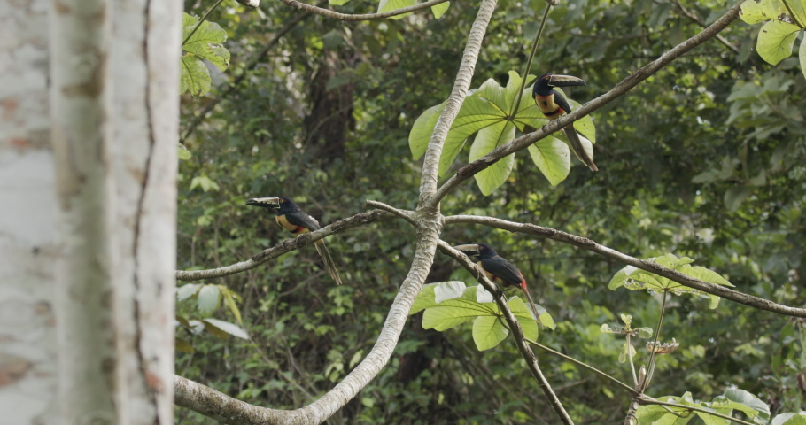 Collared Aracari Toucan - Pteroglossus torquatus image - Free stock ...