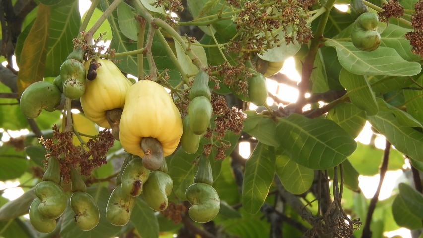 Cashew Nut Tree Stock Video Footage - 4K and HD Video Clips | Shutterstock