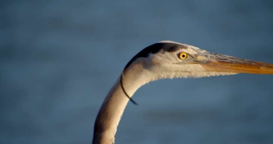Close up of a Crane Bird image - Free stock photo - Public Domain photo ...
