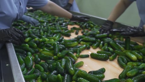 Unrecognisable Workers Sorting Cucumbers Preserving Cucumber Stock ...