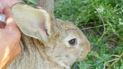 456 Subcutaneous Injection Stock Video Footage - 4K and HD Video Clips ...