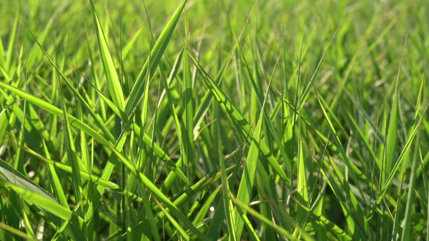 Green Turf Algae Stock Video Footage - 4K and HD Video Clips | Shutterstock