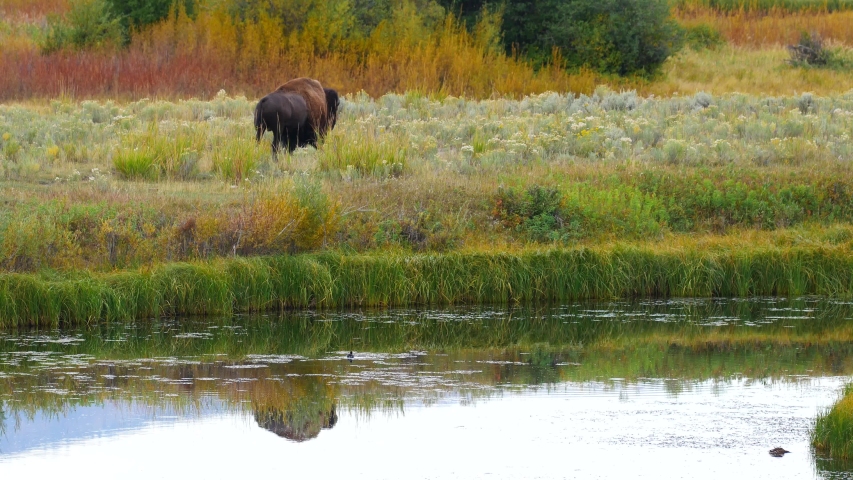 Bison in the Lamar Valley image - Free stock photo - Public Domain ...