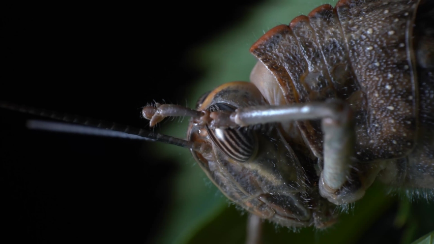 Egyptian Bug Stock Video Footage - 4K and HD Video Clips | Shutterstock