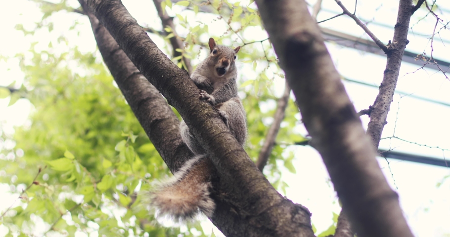 Squirrel eating Peanut image - Free stock photo - Public Domain photo ...
