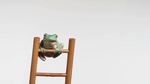 8 Australian Ladder Stock Video Footage - 4K and HD Video Clips ...