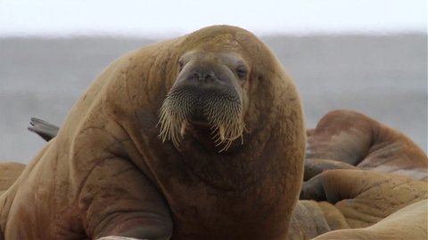 Fat Walrus On Beach Cloe Upsvalbard Stock Footage Video (100% Royalty ...