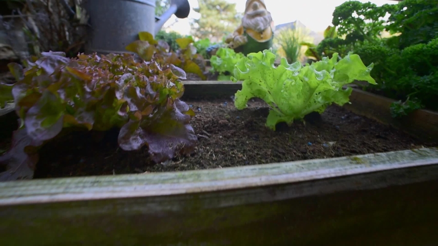 Lettuce feet Stock Video Footage - 4K and HD Video Clips | Shutterstock