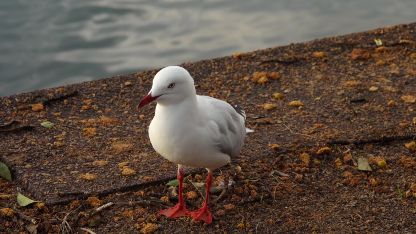 Close-up of seagull head image - Free stock photo - Public Domain photo ...