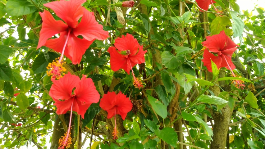 2 Joba phool video Stock Video Footage - 4K and HD Video Clips ...