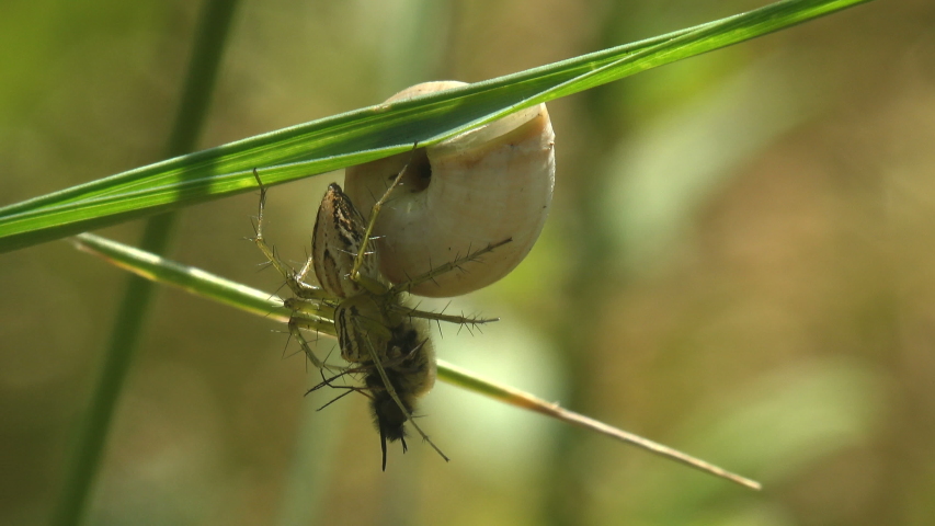 Snail in Spider Web image - Free stock photo - Public Domain photo ...