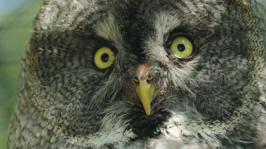 Great Grey Owl face image - Free stock photo - Public Domain photo ...
