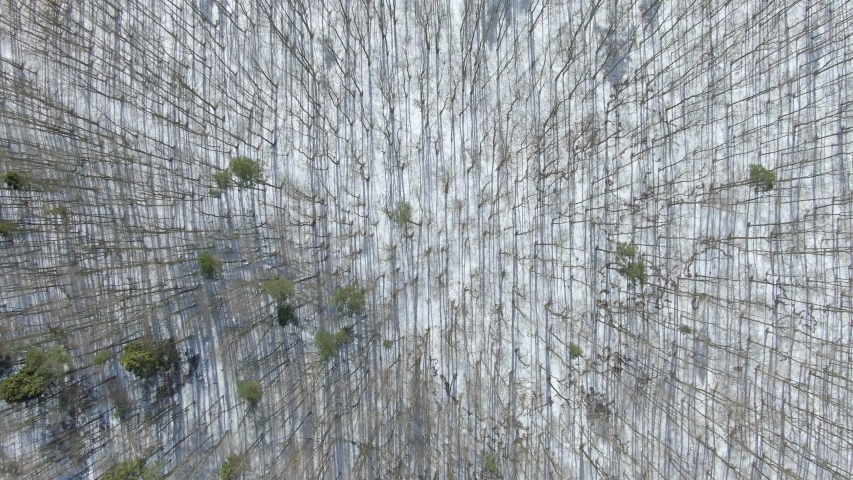 Acid rain forest Stock Video Footage - 4K and HD Video Clips | Shutterstock