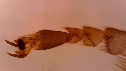 Microscope Bee Worker Leg Composite Whole Stock Footage Video (100% ...