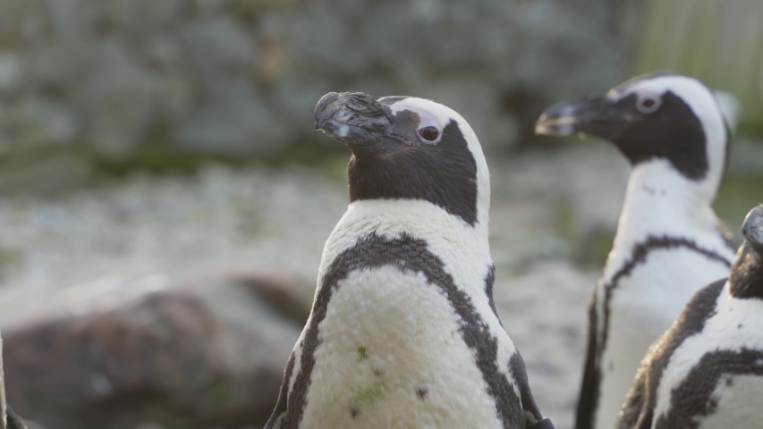 African Penguin image - Free stock photo - Public Domain photo - CC0 Images