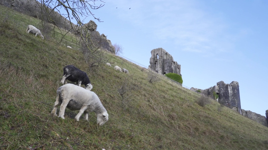 Corfe Castle in England image - Free stock photo - Public Domain photo ...