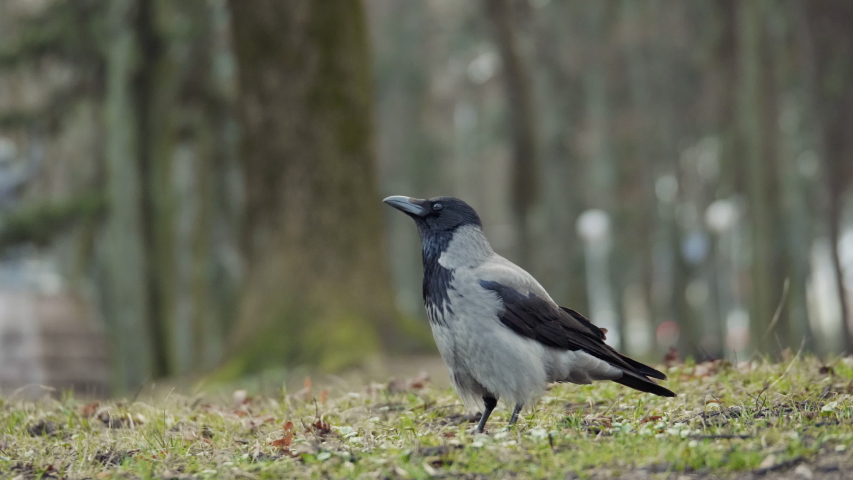 grey magpie crow croak on ground Stock Footage Video (100% Royalty-free ...