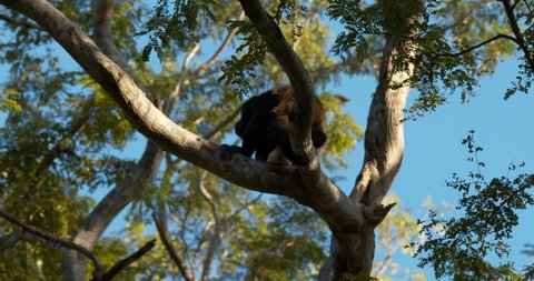 Black Mantled Howler Monkey Male Defecating Stock Footage Video (100% ...