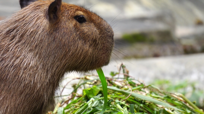Capybara image - Free stock photo - Public Domain photo - CC0 Images