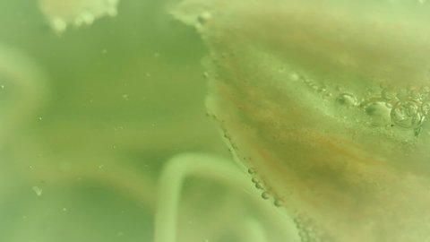 Greenishcolored Bacteria Seen Detail Under Microscope Stock Footage ...