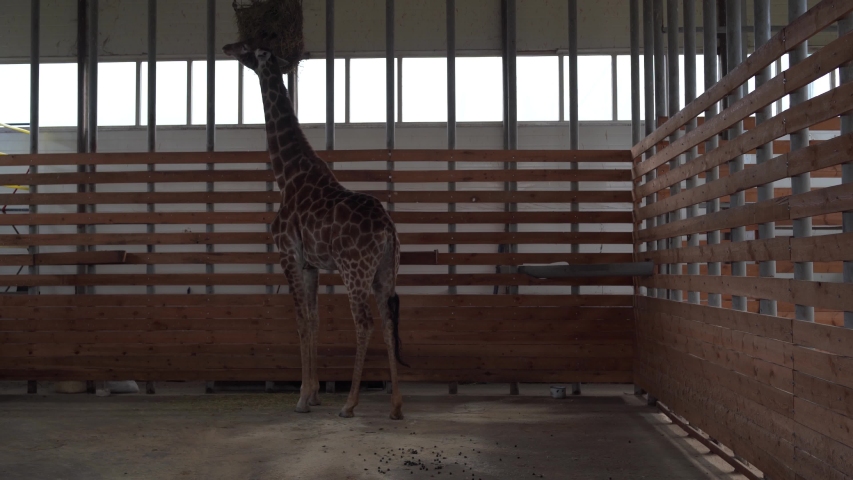 7 Giraffe feeder Stock Video Footage - 4K and HD Video Clips | Shutterstock