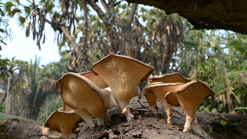 Fungus growing on tree trunk image - Free stock photo - Public Domain ...