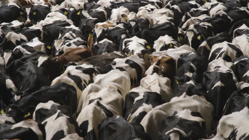 cows dairy farm brought slaughter meat Stock Footage Video (100% ...