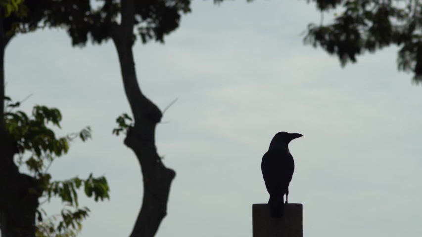 Crow standing on a branch image - Free stock photo - Public Domain ...