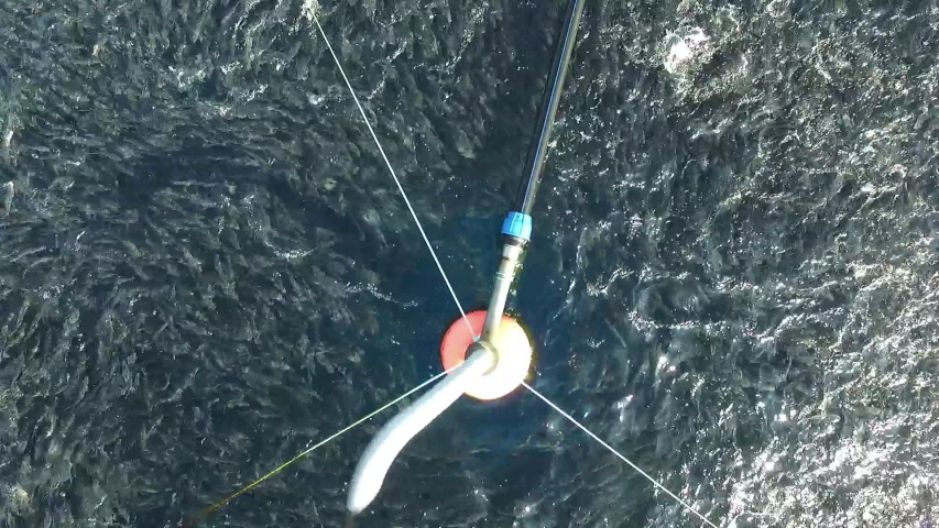 Aerial View of Fish Baiting Stock Footage Video (100% Royalty-free ...