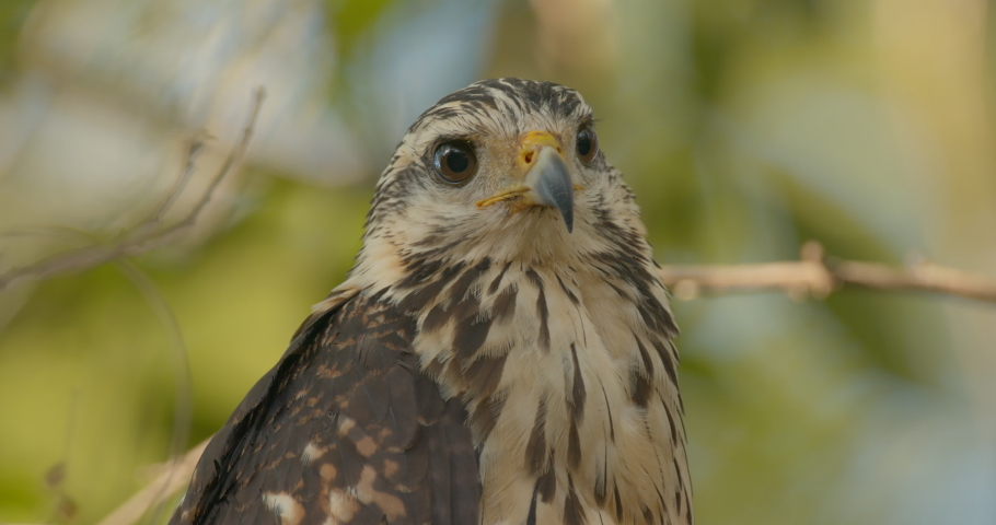 Grey Hawk closeup image - Free stock photo - Public Domain photo - CC0 ...