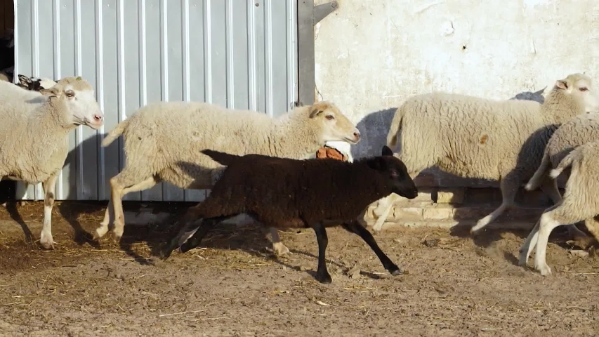 Sheep Barn on the farm image - Free stock photo - Public Domain photo ...
