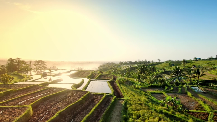 farming bali indonesia subak system which Stock Footage Video (100% ...
