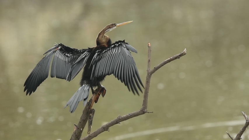 Anhinga Bird image - Free stock photo - Public Domain photo - CC0 Images