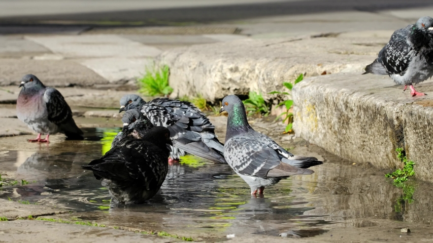 Pigeons splashing in Puddles image - Free stock photo - Public Domain ...