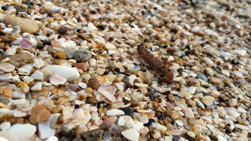 large caterpillar creeps along sand beach Stock Footage Video (100% ...