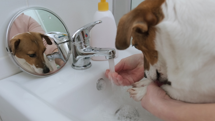 Dog walking by the stream image - Free stock photo - Public Domain ...