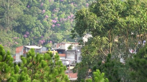 Favela Trees Blowing By Wind Stock Footage Video (100% Royalty-free ...