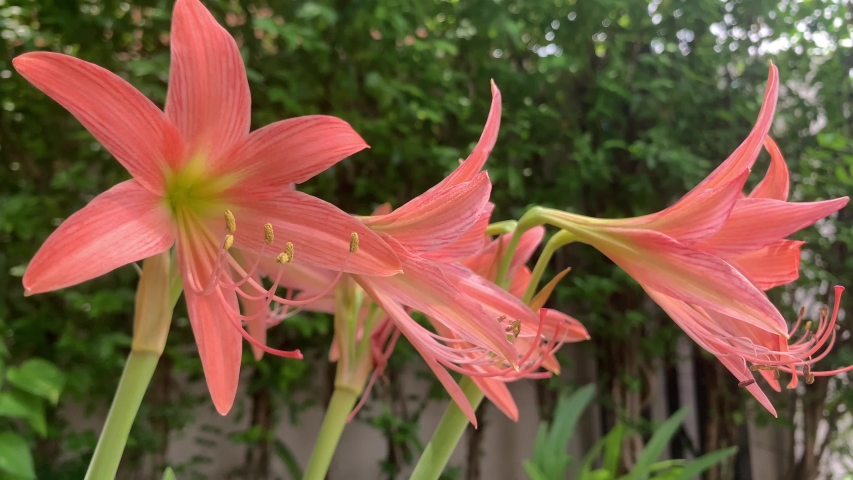 Hot Pink Lily Flower image - Free stock photo - Public Domain photo ...