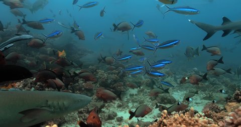 Nurse Shark Lemon Shark Pacific Ocean Stock Footage Video (100% Royalty ...