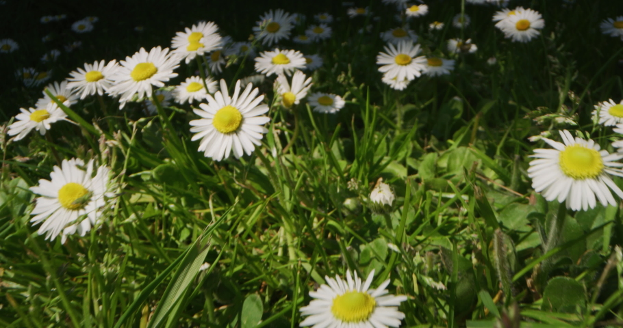 Daisy field image - Free stock photo - Public Domain photo - CC0 Images