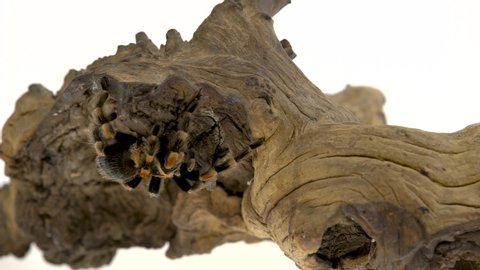 Spider Tarantula Sitting On Stone On Stock Footage Video (100% Royalty ...