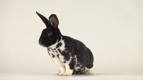Beautiful Blackwhite Rabbit Turns His Head Stock Footage Video (100% ...