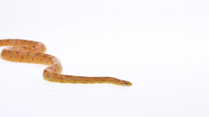 Tiger Python Albino Stock Video Footage - 4K and HD Video Clips ...