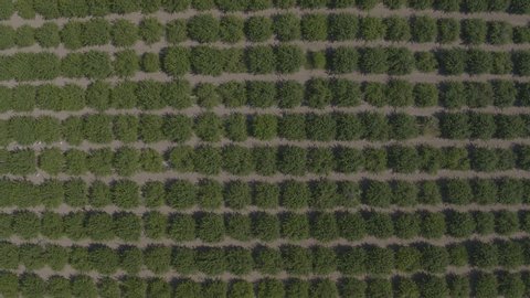 Seamless Textured Geometric Zigzag Swamp Background Stock Illustration ...